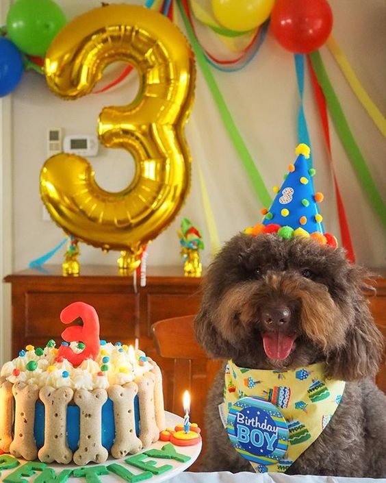 Cómo crear una decoración para fiesta de perros en 4 pasos